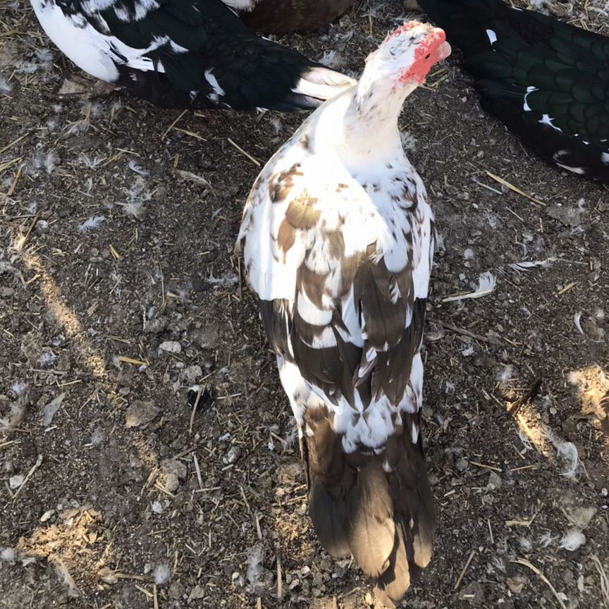 Мускусные утки