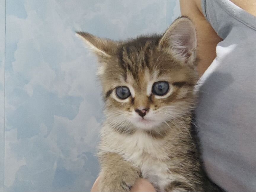 Кошка в дар бесплатно