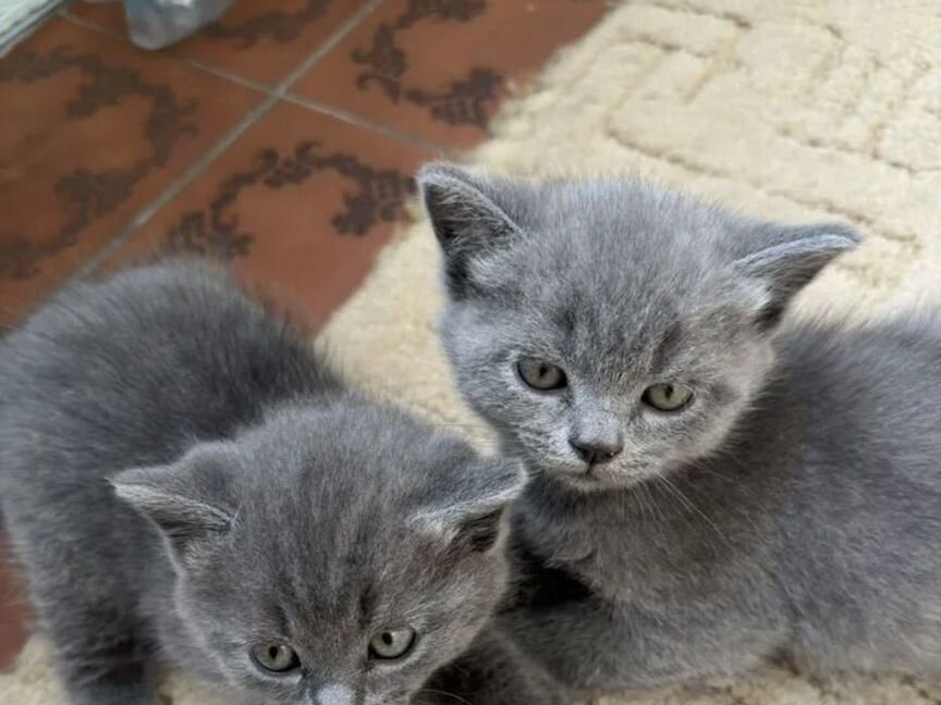 Британские котята
