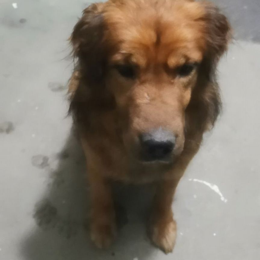 Потерялась собака