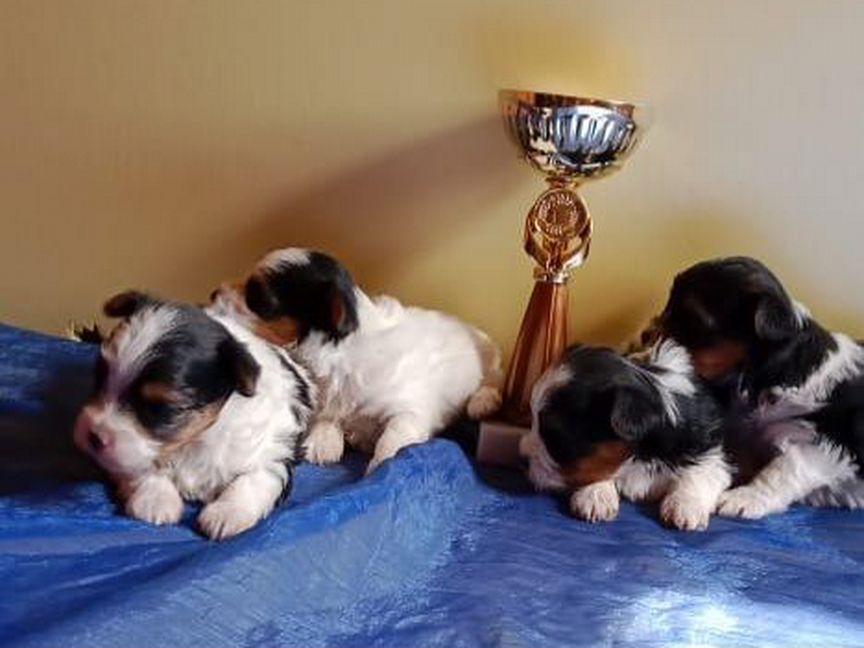 Бивер йорк щенки