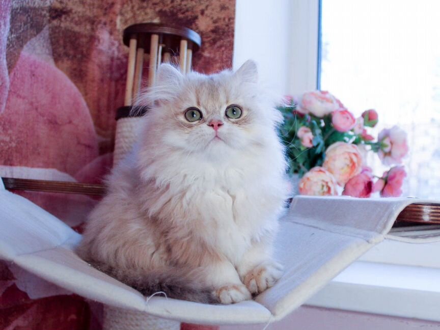 Котик голубая золотая шиншилла