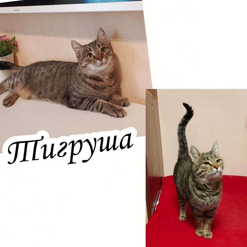 Тигруша ищет дом