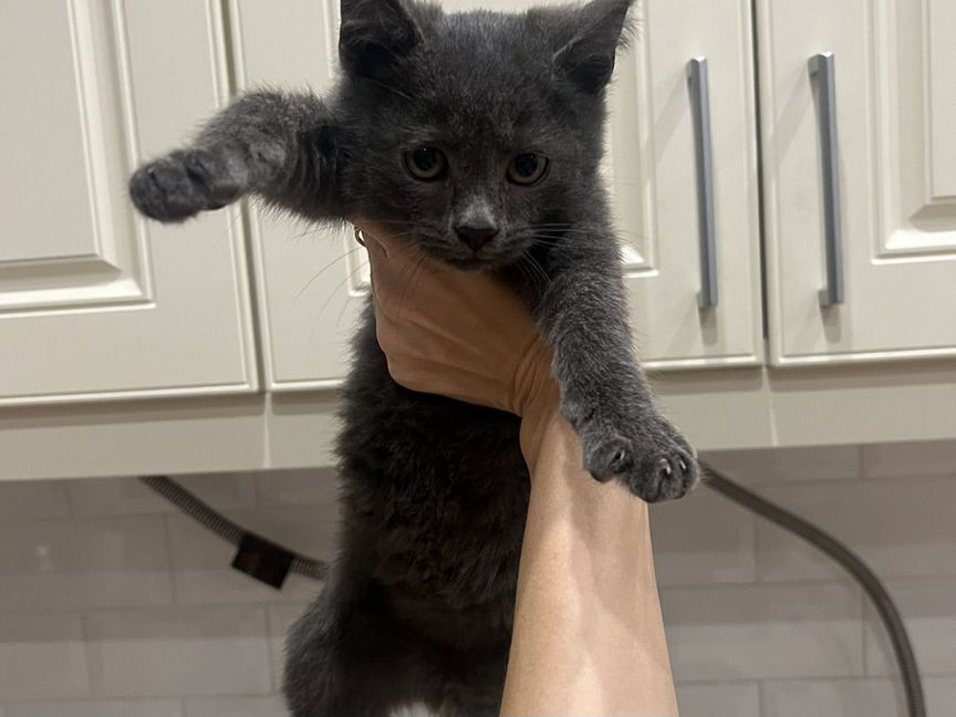 Котята