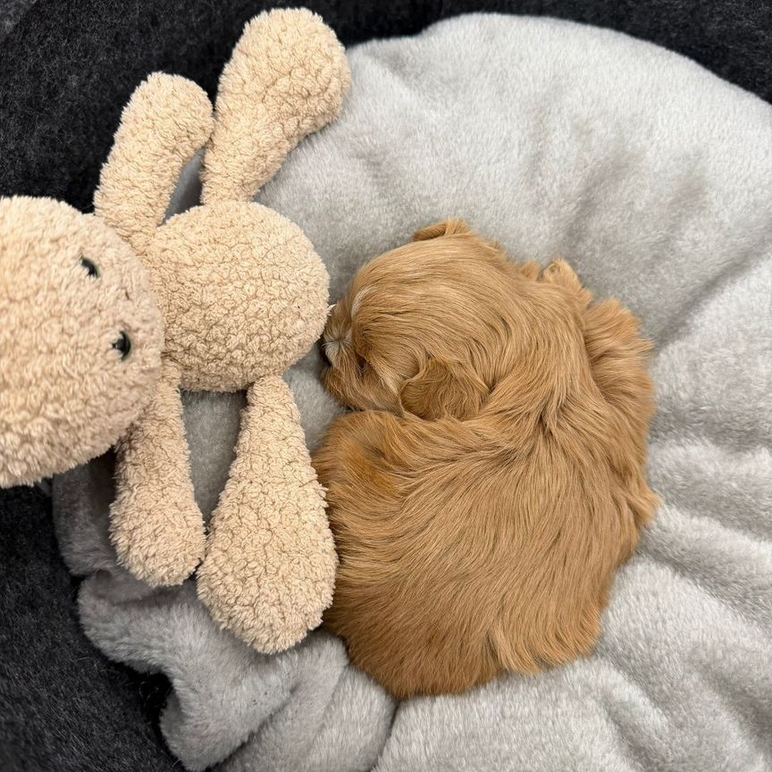 Мальтипу, щенок