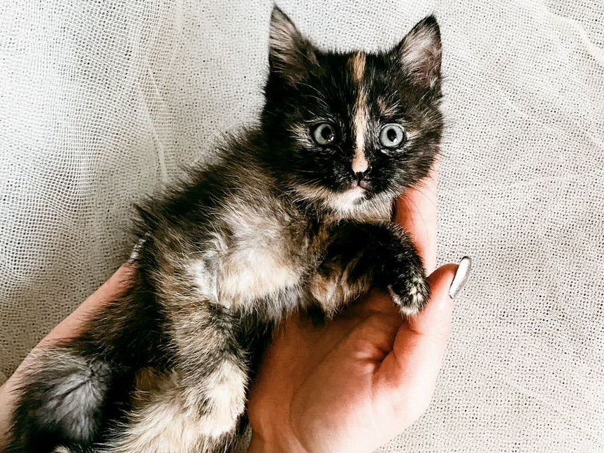 Трехцветный котенок девочка