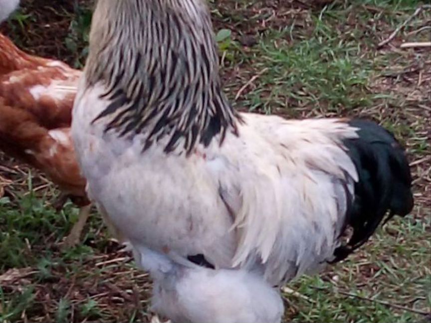 Петух породы Конхен, очень крупный