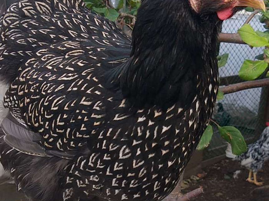 Инкубационное яйцо барневельдер серебро