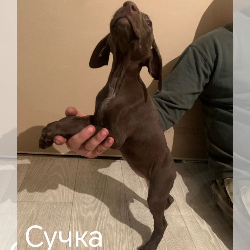 Продаются щенки курцхаар