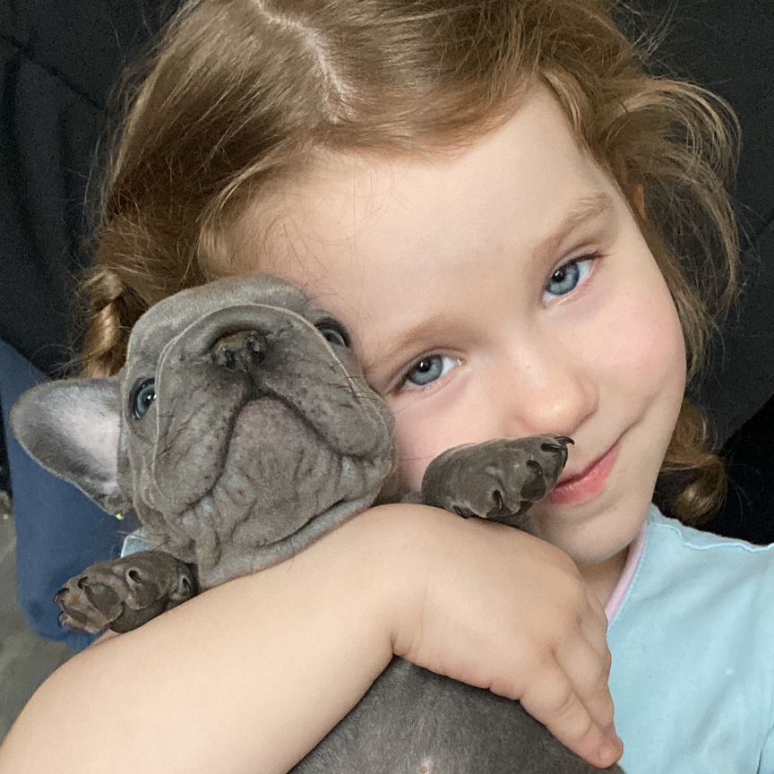 Щенки голубого и черного бульдога