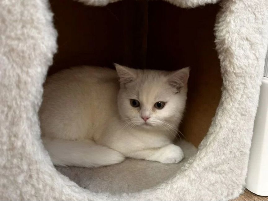 Шотландский котенок