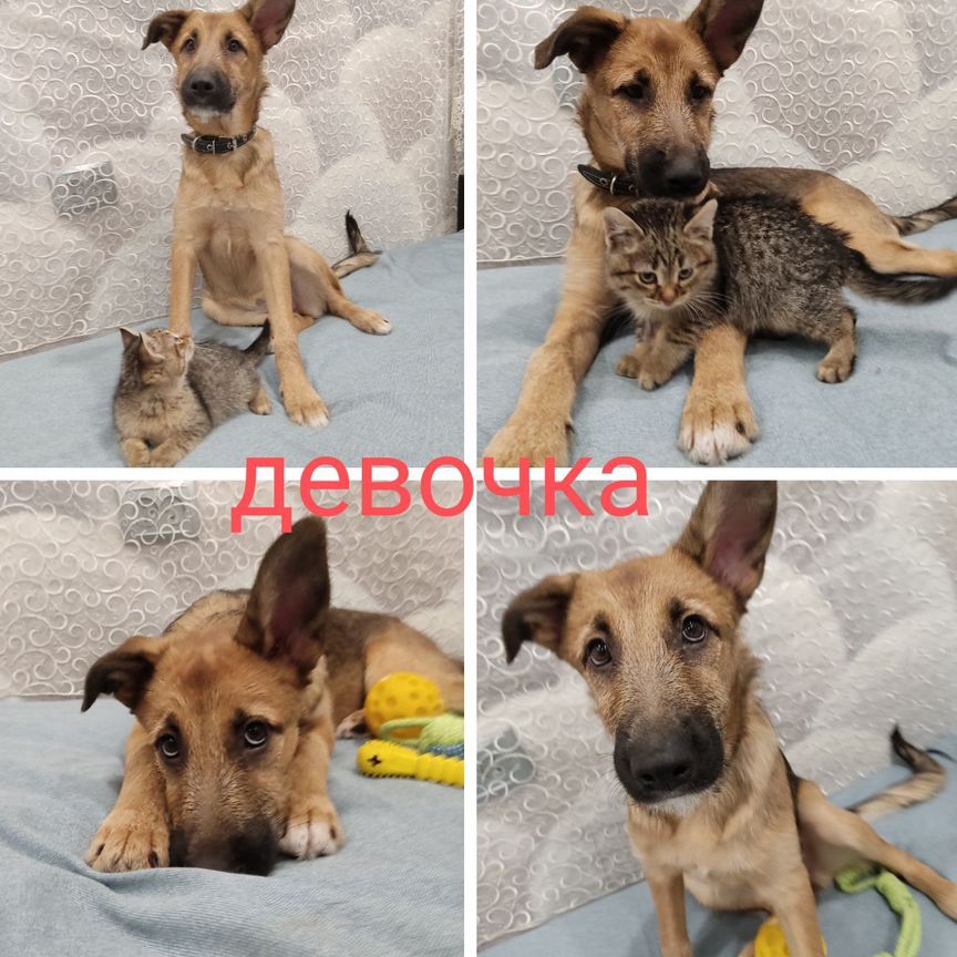 Малыши 4 мес, подбросили к приюту, добрые