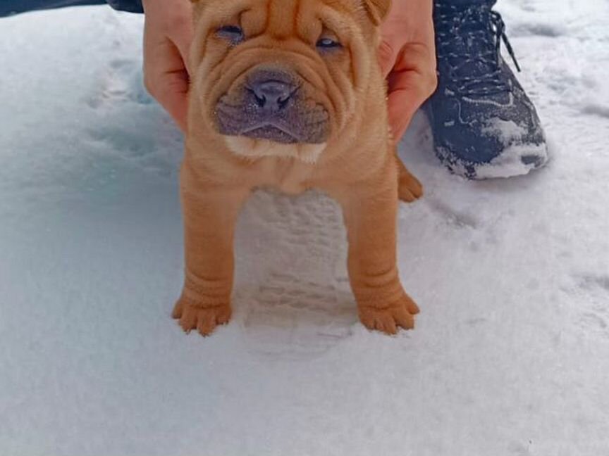 Щенки шарпея