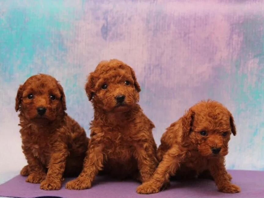 Щенки той-пудель