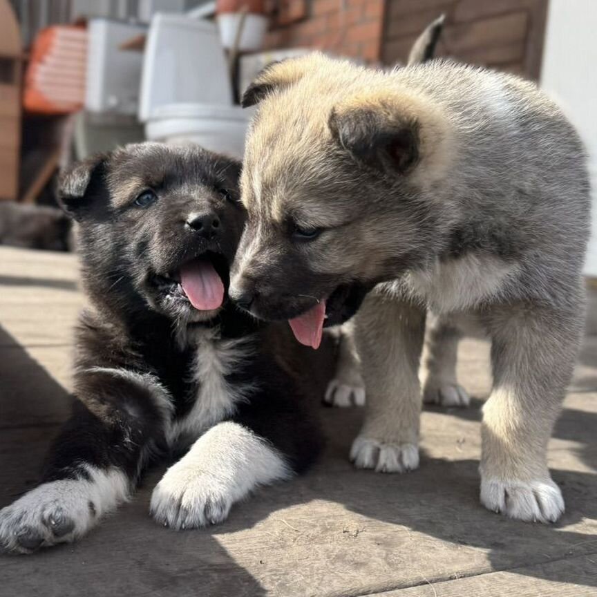 Щенок в добрые руки