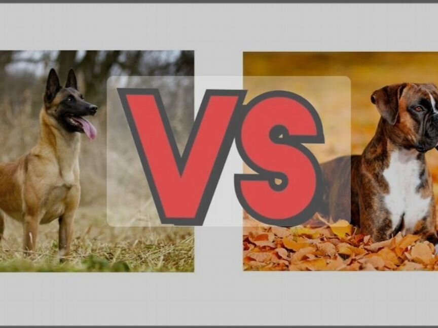 Боксер собака