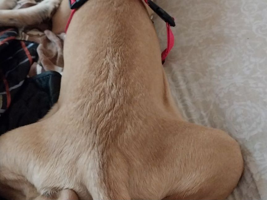 Собака в добрые руки щенок девочка, стаффорд