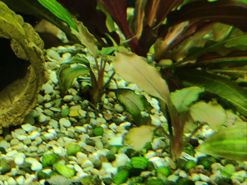 Аквариумные растения