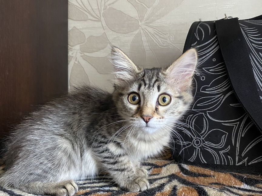 Котята