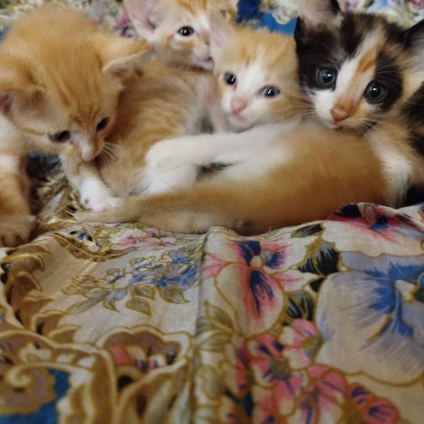 Отдам прекрасных котят в добрые руки