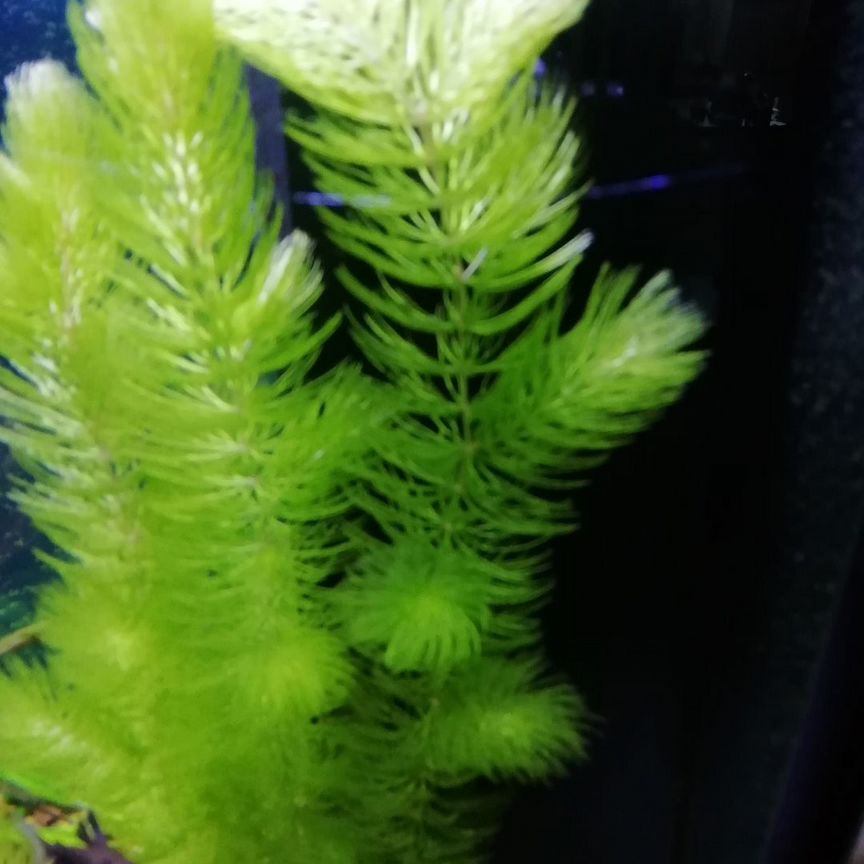 Роголистник