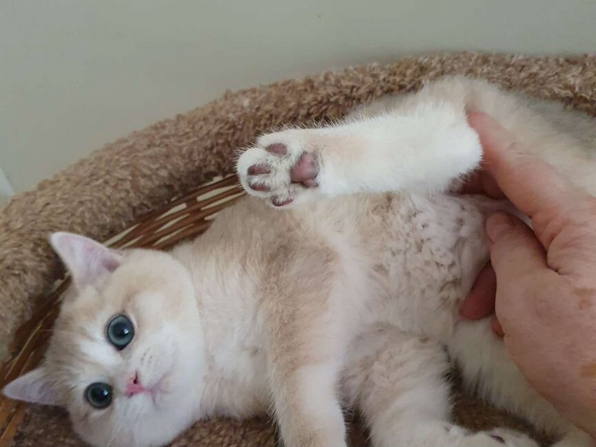 Британский котик ау12 (голубое золото)