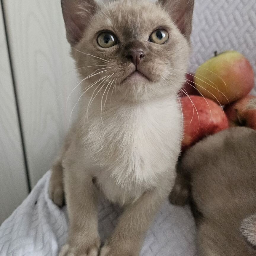 Бурманские котята