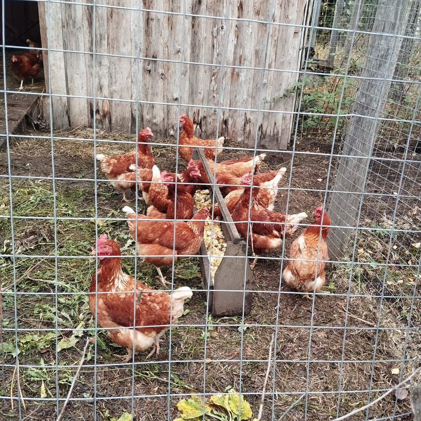 Куры несушки молодки продам