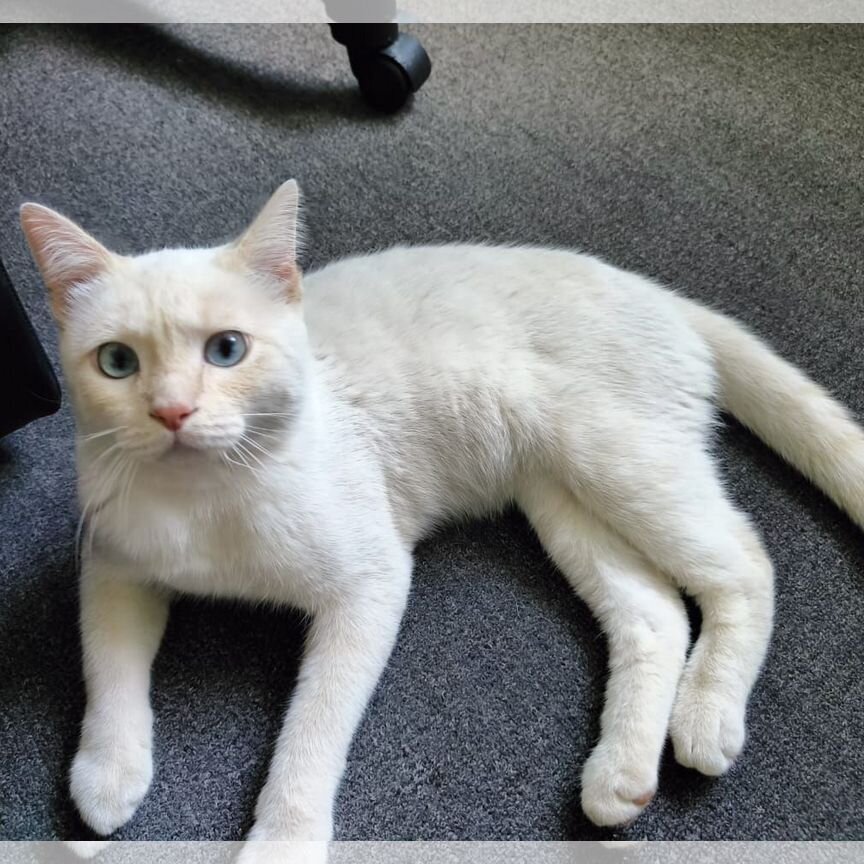 Тайский кот, взрослый