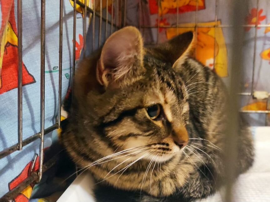 Пожалуйста, заметьте милого котенка