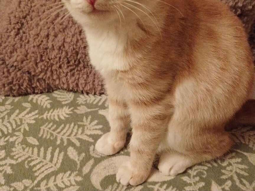 Кошка