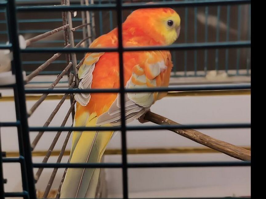 Певчий попугай