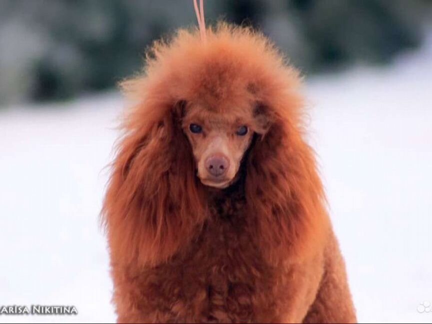 Продам пуделя