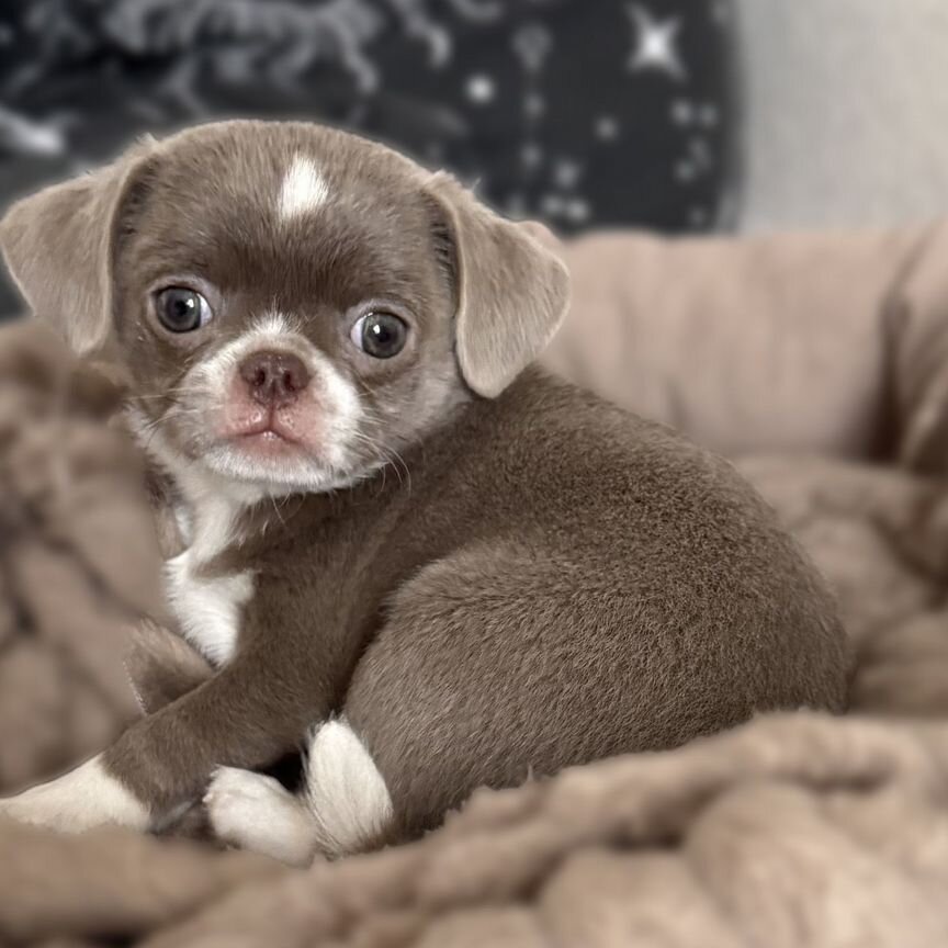 Чихуахуа, щенок