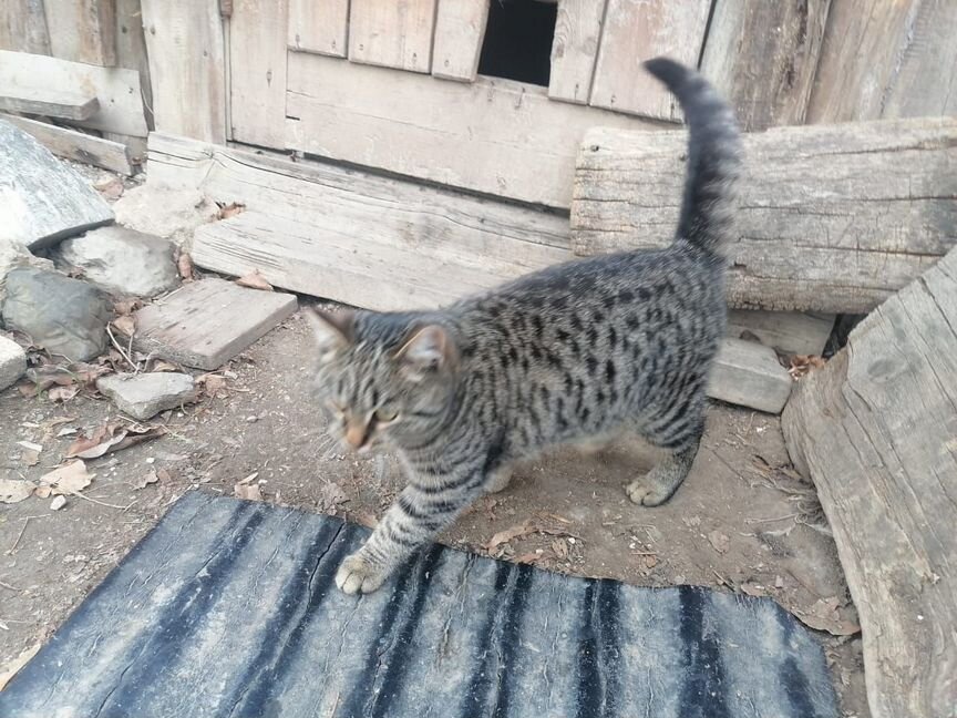 Котик в добрые руки