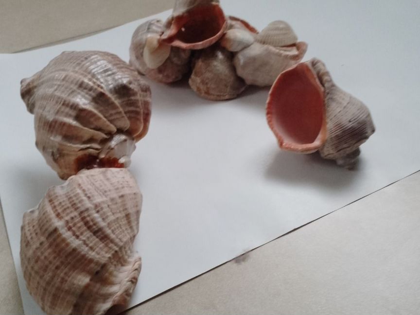 Ракушка рапан