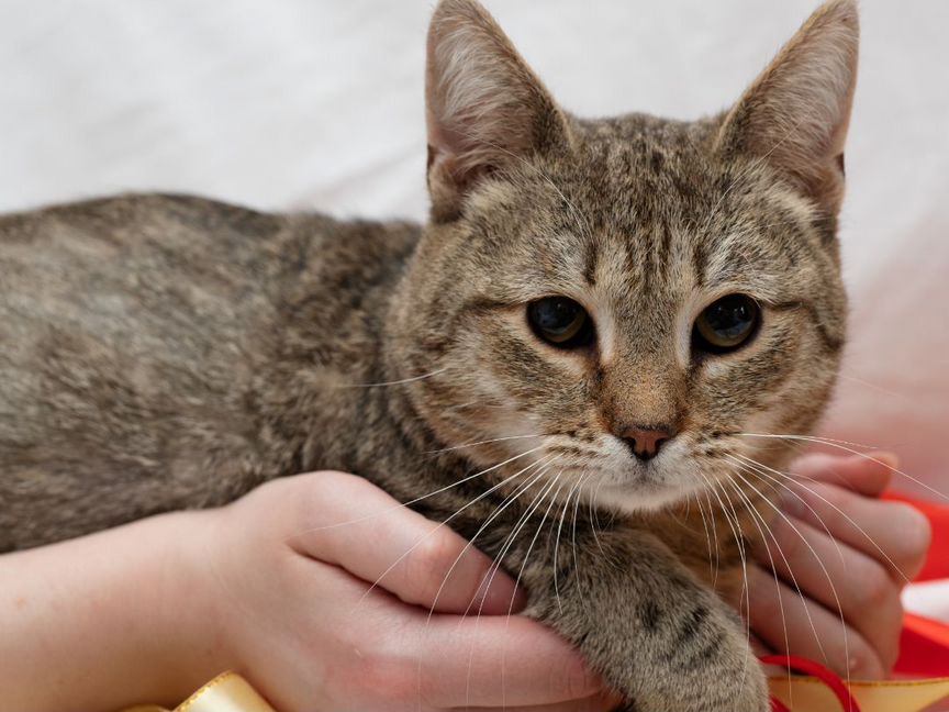 Брундук ищет друга