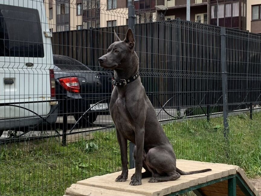 Отдам в добрые руки тайский риджбек