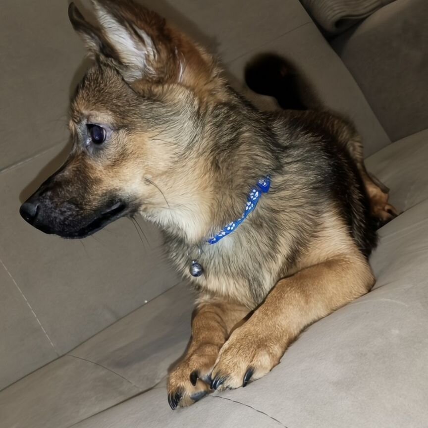 Щенок в добрые руки