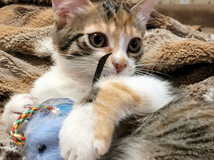 Котенок ищет семью