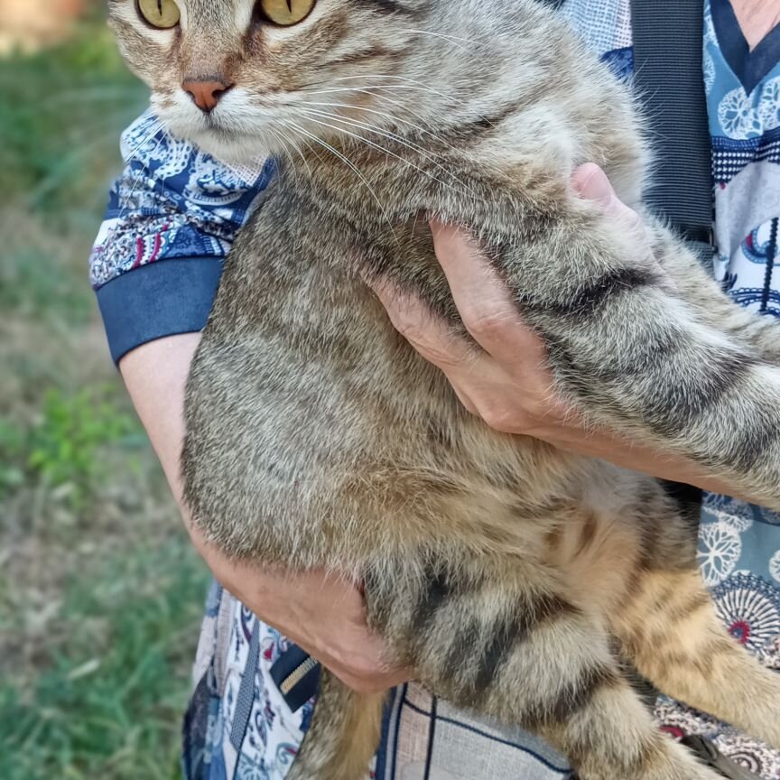 Кошки в добрые руки бесплатно