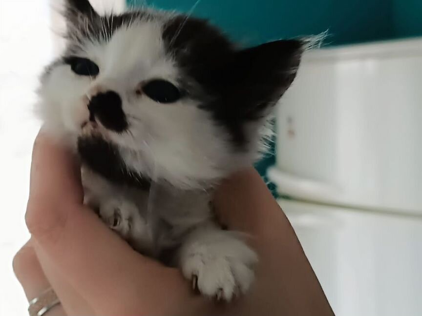 Кошечка 2 мес на улице в коробке