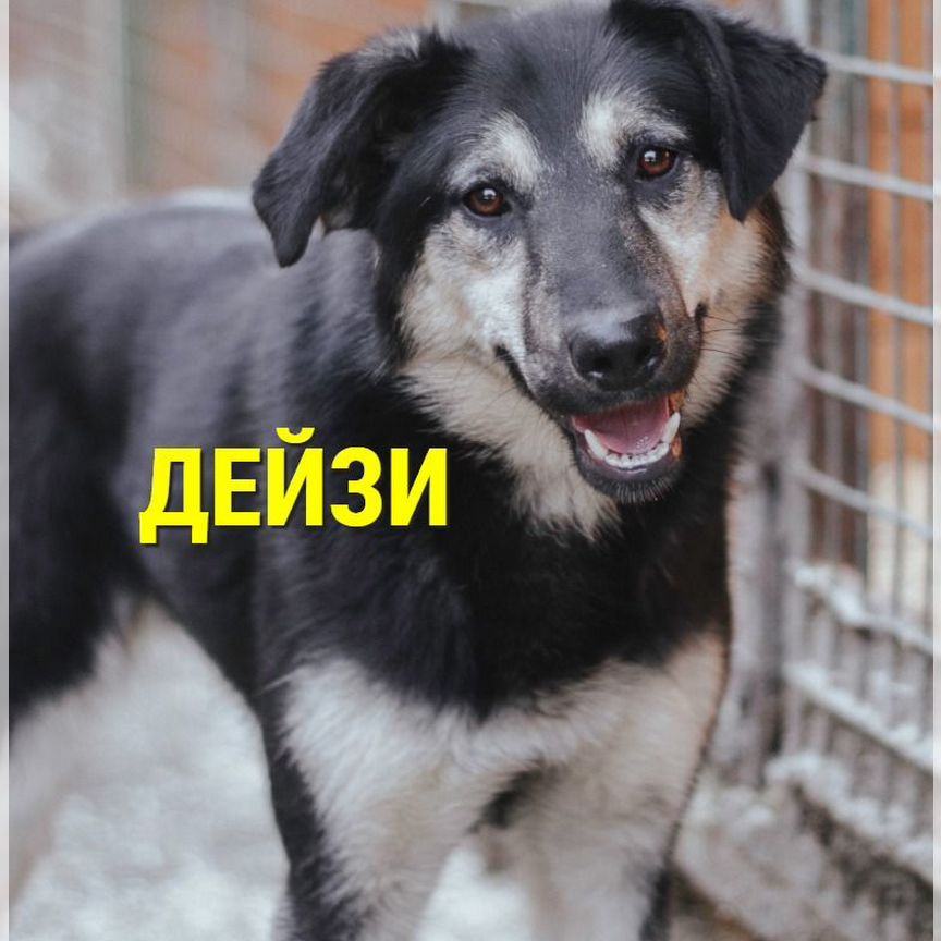 Взрослая собака в добрые руки