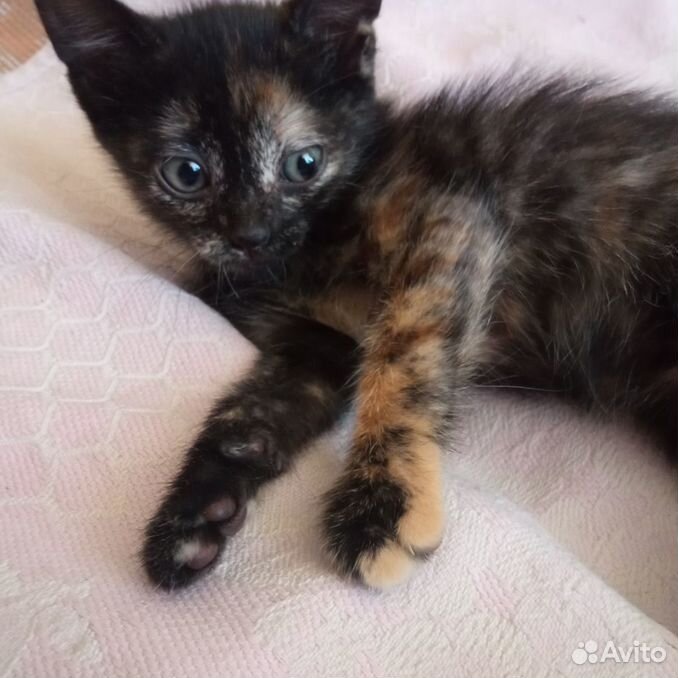 Киска ищет маму или папу