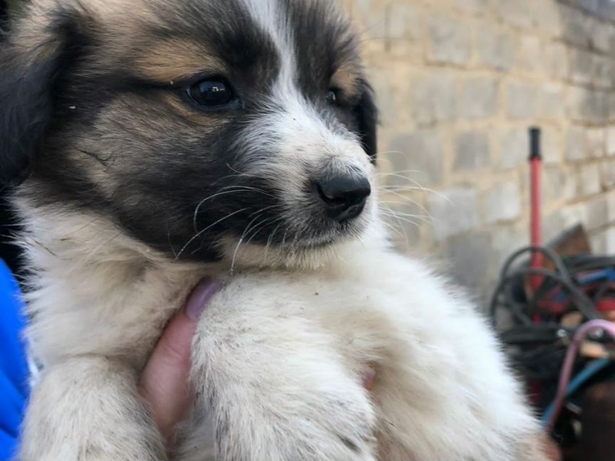 Щенки в добрые руки