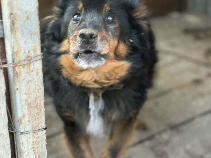 Собака мальчик Миша