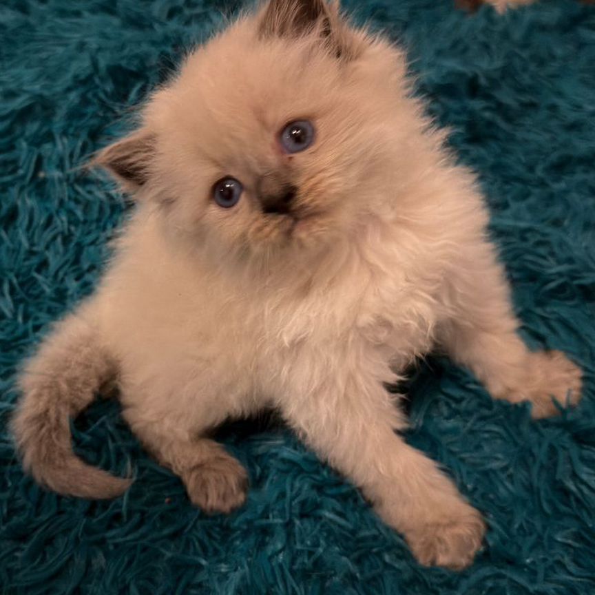 Невский маскарадный котёнок