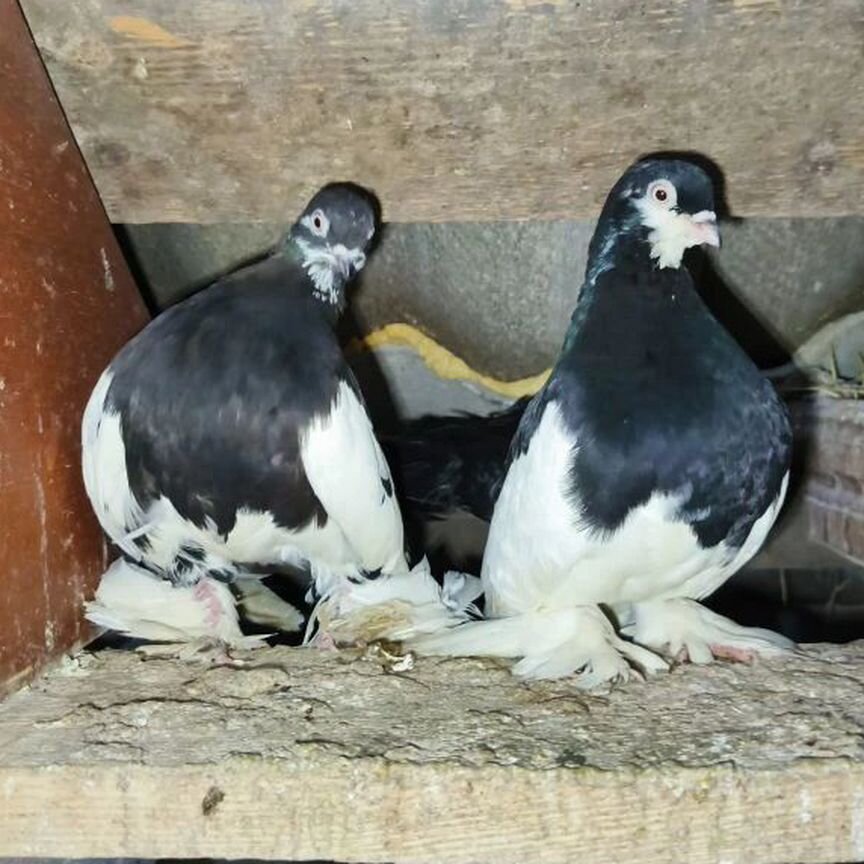 Голуби статные