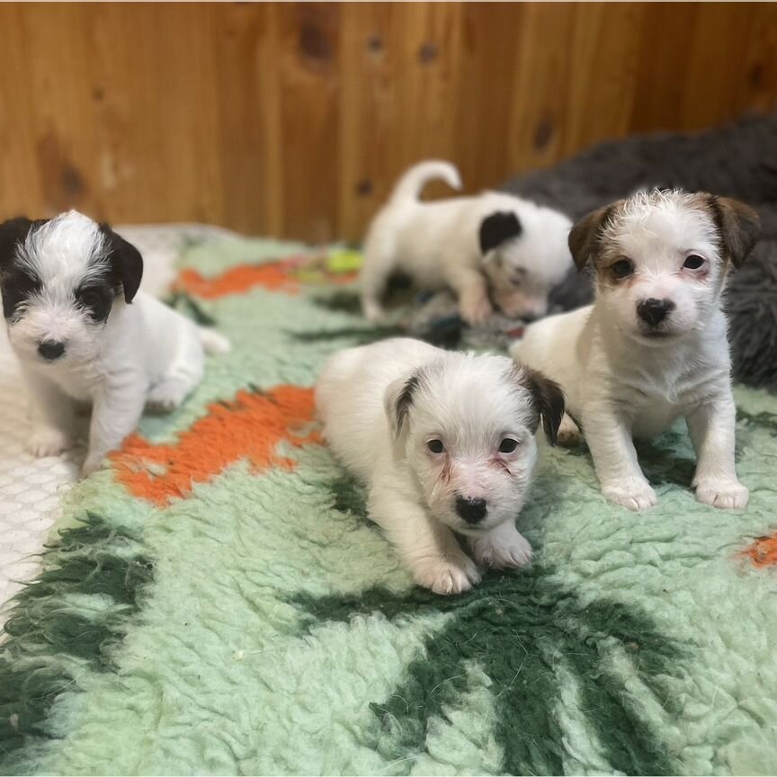 Джек-рассел-терьер, щенок