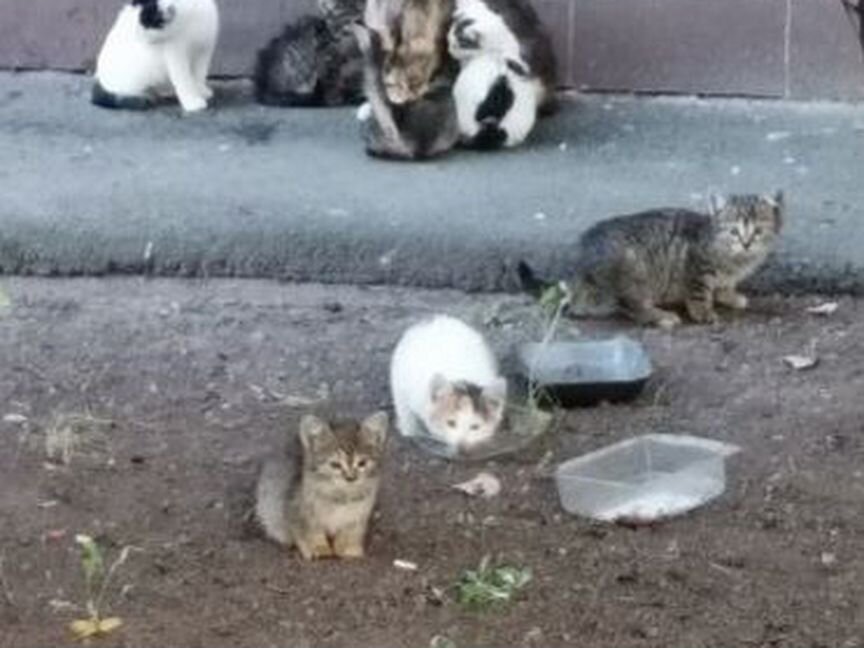 Помогите кошкам и котятам